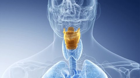 3d Rendered Medically Accurate Animation Larynx Stock Footage Video ...