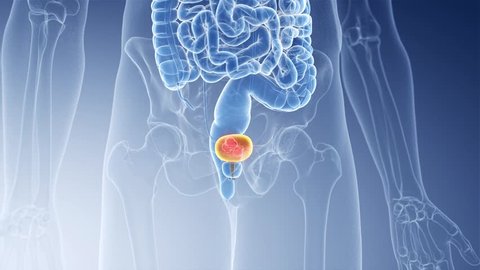 3d Rendered Medically Accurate Animation Bladder Stock Footage Video ...