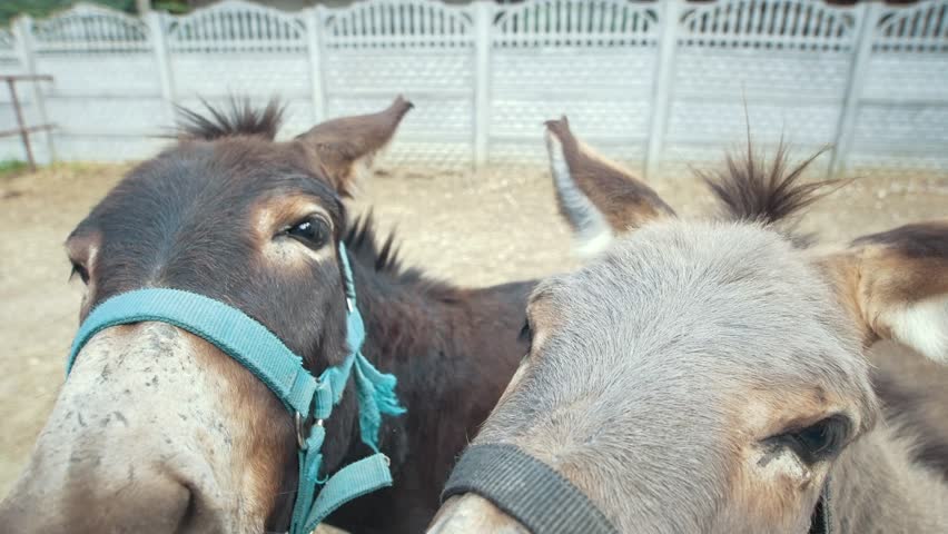 Donkeys Making Funny Faces