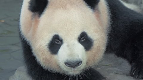 panda cg fur 3d rendering animal Stock Footage Video (100% Royalty-free ...