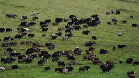 Murun Khovsgol Province Mongoliajune 18 2018 Stock Footage Video (100% ...