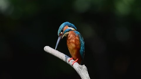 1,091 Bird Rear View Stock Video Footage - 4K and HD Video Clips ...