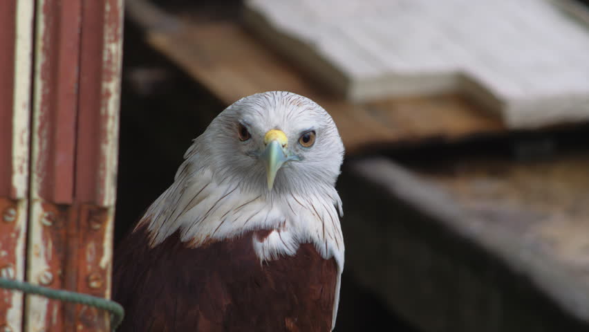 Hawk Trained for Hunting and Stock Footage Video (100% Royalty-free ...