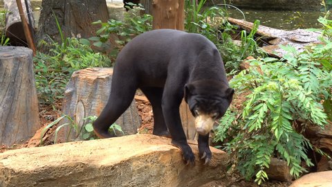 Malayan Sun Bear Honey Bear Walking Stock Footage Video (100% Royalty ...