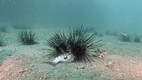 4k Sea Urchin Eat Fish Stock Footage Video (100% Royalty-free ...