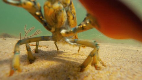Underwater Shot Large Lobster Walking Along Stock Footage Video (100% ...