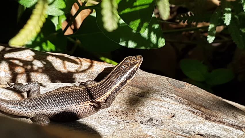 Lizard Laying in Sun On : vidéo de stock (100 % libre de droit ...