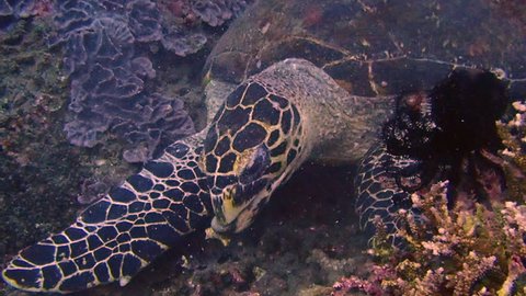 Hawksbill Sea Turtle Swimming Blue Ocean Stock Footage Video (100% ...