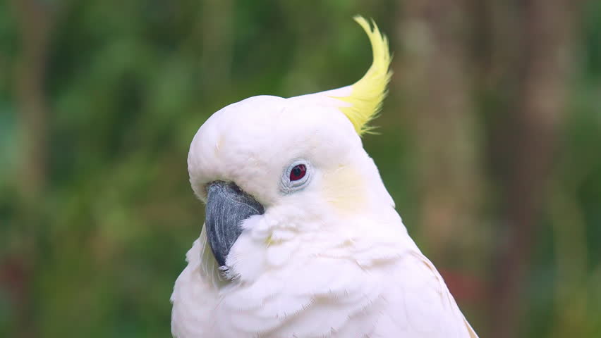 close-up ruffled sulphur-crested cockatoo sitting against Stock Footage ...