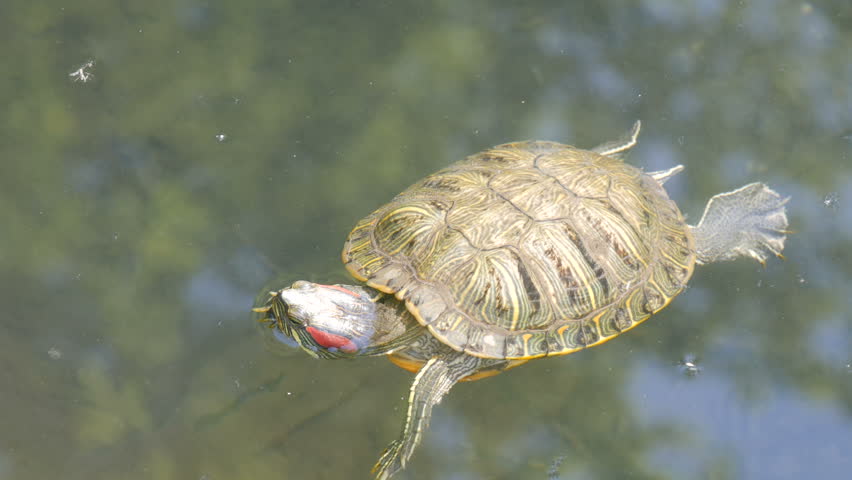 Red Bellied Turtle image - Free stock photo - Public Domain photo - CC0 ...