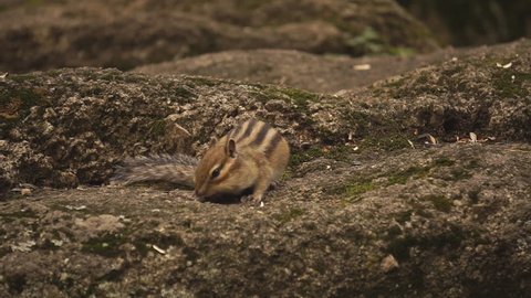 crocodiles water Stock Footage Video (100% Royalty-free) 22996318 ...