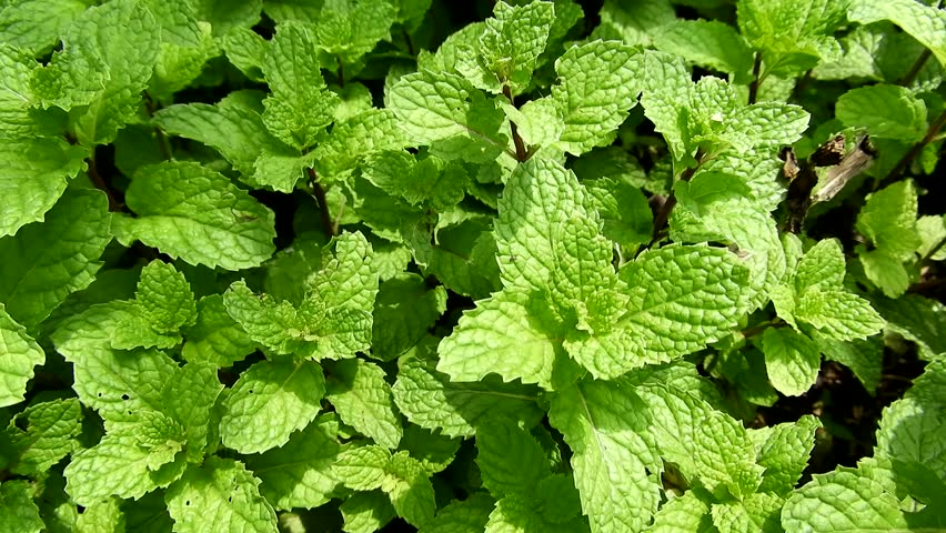 Peppermint Stock Video Footage | Royalty Free Peppermint Videos | Pond5