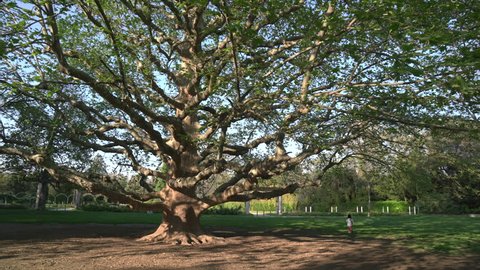 Sycamore Tree Zacchaeus Jesus Jericho Zaccheus Stock Photo (Edit Now ...