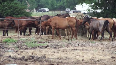 Mating Seasoncattle Bull Mount Cow Cow Stock Footage Video (100% ...