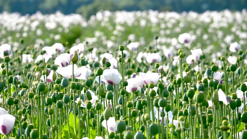 white poppy field Stock Footage Video (100% Royalty-free) 1014728816 ...
