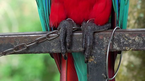 Closeup Feet Scarlet Macaw Sitting On Stock Footage Video (100% Royalty ...