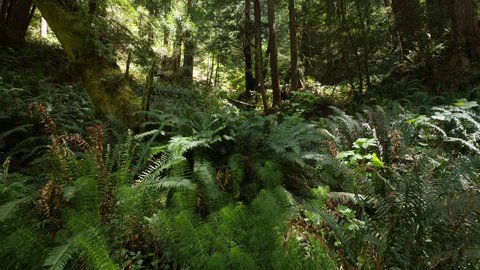 Zoom Out Plants Forest Reveal Stock Footage Video (100% Royalty-free ...