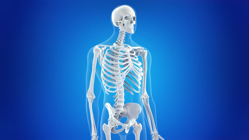 human skeletal system Stock Footage Video (100% Royalty-free) 19179283 ...