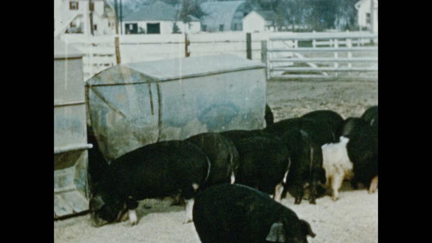 1950s: Various Breeds of Hogs Stock Footage Video (100% Royalty-free ...
