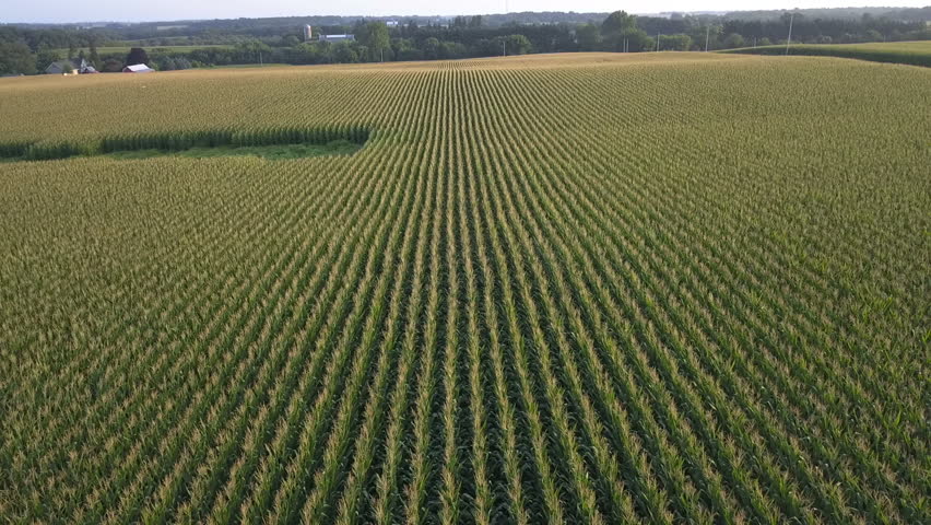 Rows of corn crops with barn image - Free stock photo - Public Domain ...