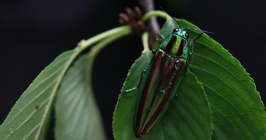 Yamato tamamushi Stock Video Footage - 4K and HD Video Clips | Shutterstock
