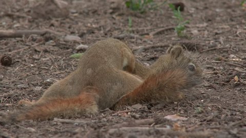 Red Squirrel Male Female Adult Pair Stock Footage Video (100% Royalty ...