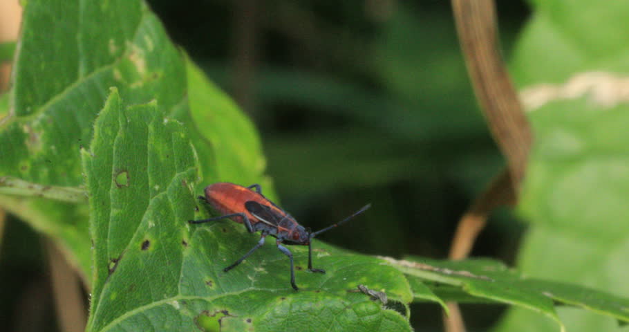 red-shouldered bug jadera haematoloma on leaf Stock Footage Video (100% ...