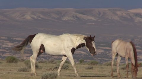 Yael Animal Desert Stock Photo 1465171322 | Shutterstock