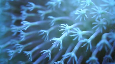 Blur Light Blue Polyp Corals Flowing Stock Footage Video (100% Royalty ...