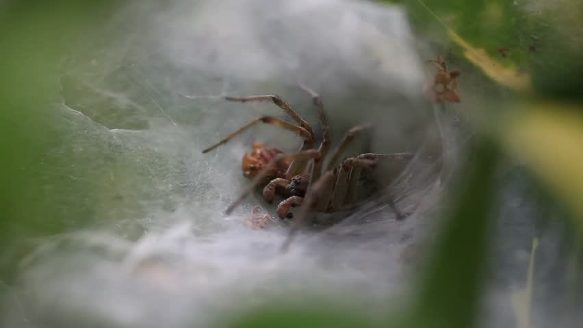 slow motion jumping spider trap Stock Footage Video (100% Royalty-free ...