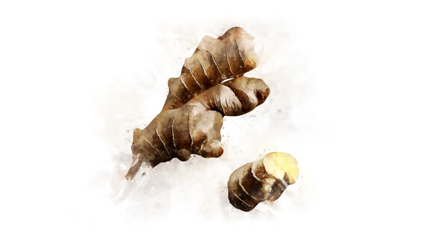 Ginger Watercolor Stock Video Footage - 4K and HD Video Clips ...