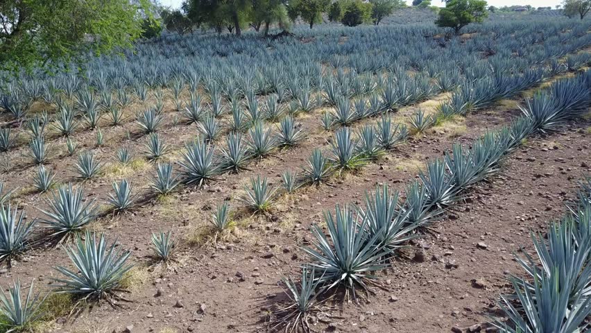 Tequila texture Stock Video Footage - 4K and HD Video Clips | Shutterstock