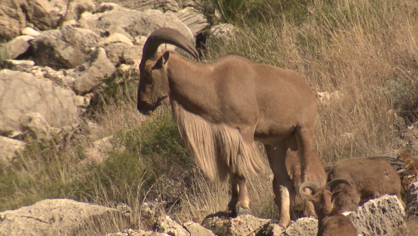 barbary sheep ram male adult standing Stock Footage Video (100% Royalty ...