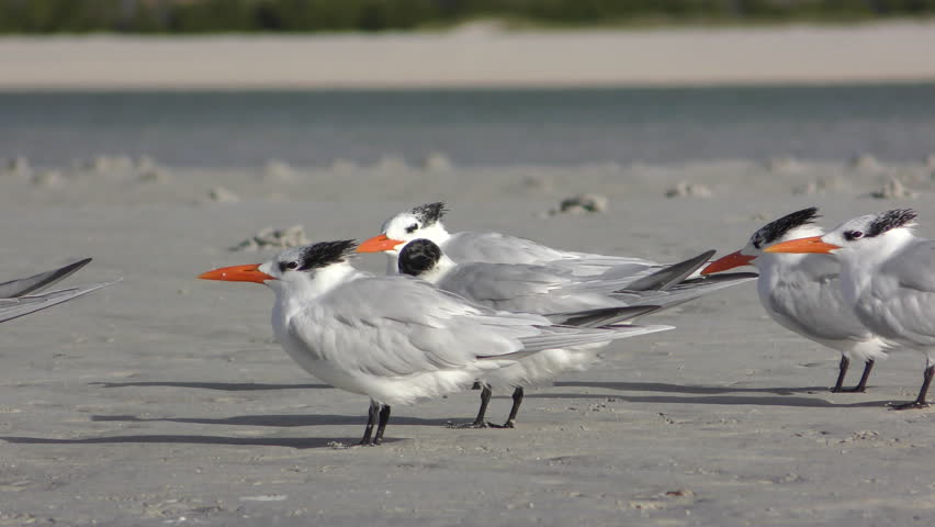 Royal Tern image - Free stock photo - Public Domain photo - CC0 Images
