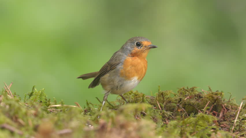 Robin on the grass image - Free stock photo - Public Domain photo - CC0 ...