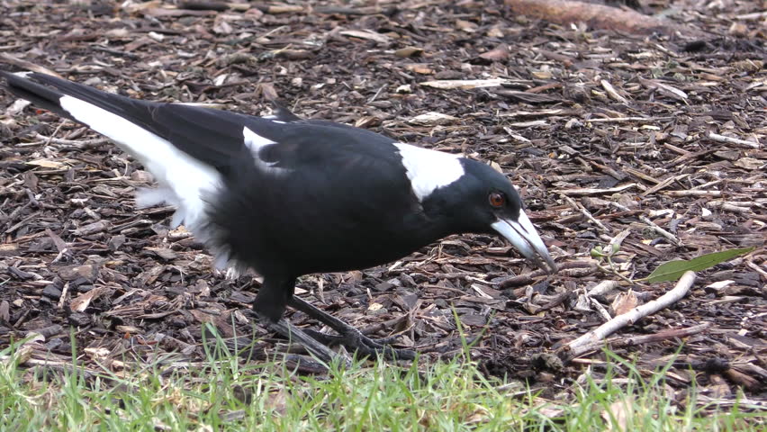 australian magpie adult lone foraging digging Stock Footage Video (100% ...