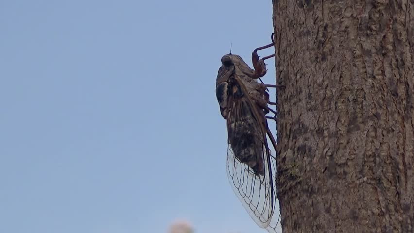 singing cicada on tree profile still Stock Footage Video (100% Royalty ...