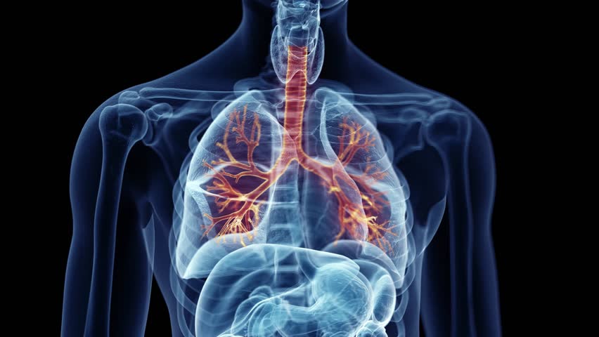 3d animation breathing man - bronchi Stock Footage Video (100% Royalty ...