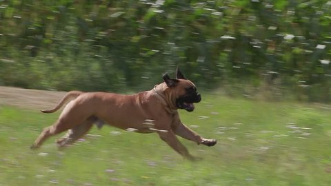 Slow Motion Running Dog Mastiff Profile Stock Footage Video (100% ...