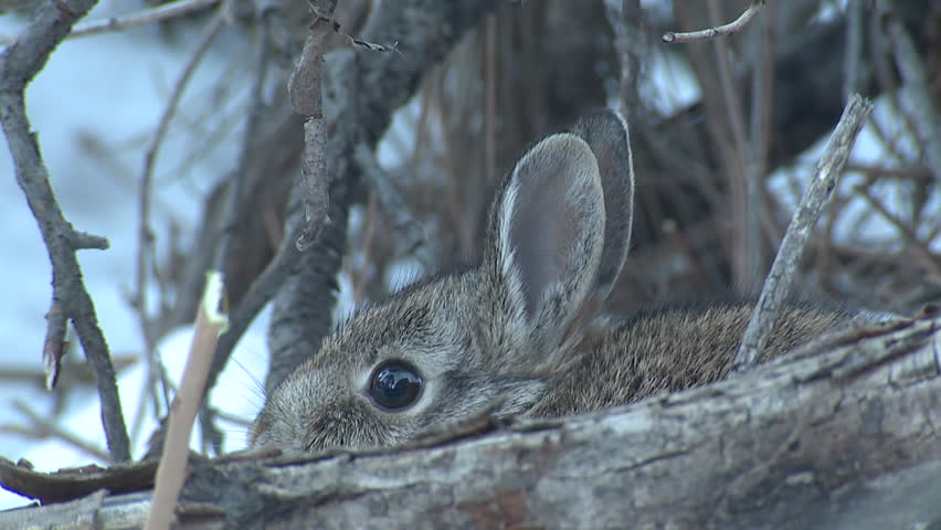 cottontail rabbit adult lone hiding hidden Stock Footage Video (100% ...