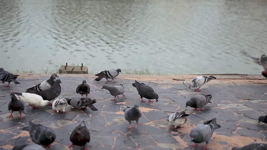 Blurred Group of Pigeons Fight Stock Footage Video (100% Royalty-free ...
