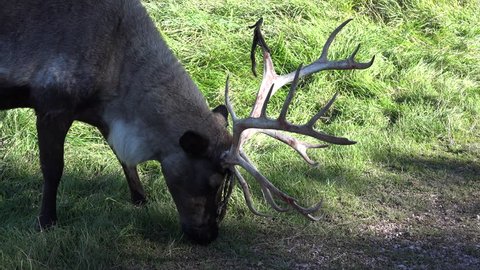 Caribou Buck Male Adult Lone Eating Stock Footage Video (100% Royalty ...