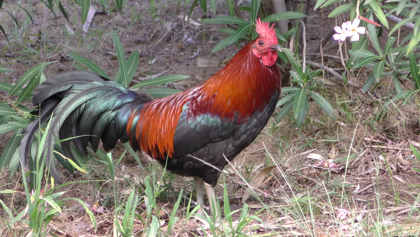 2 Exotic alien invasive species rooster Stock Video Footage - 4K and HD ...
