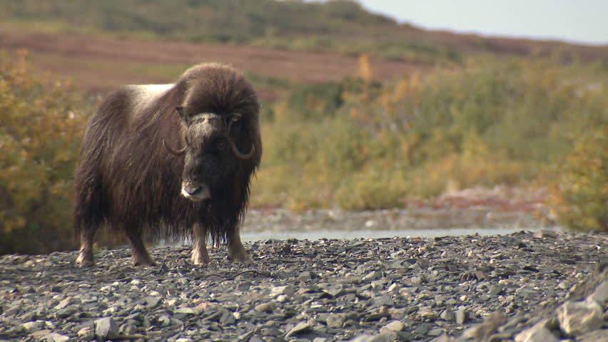 musk ox cow female adult young Stock Footage Video (100% Royalty-free ...