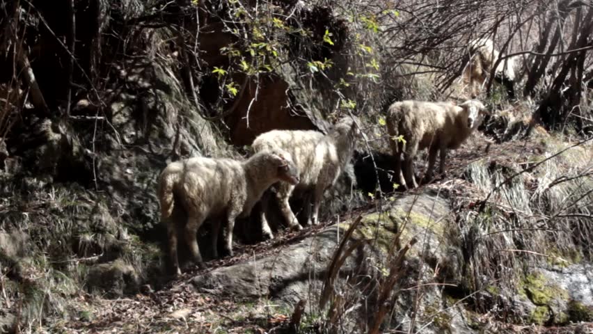 Sheepherder in the valley image - Free stock photo - Public Domain ...