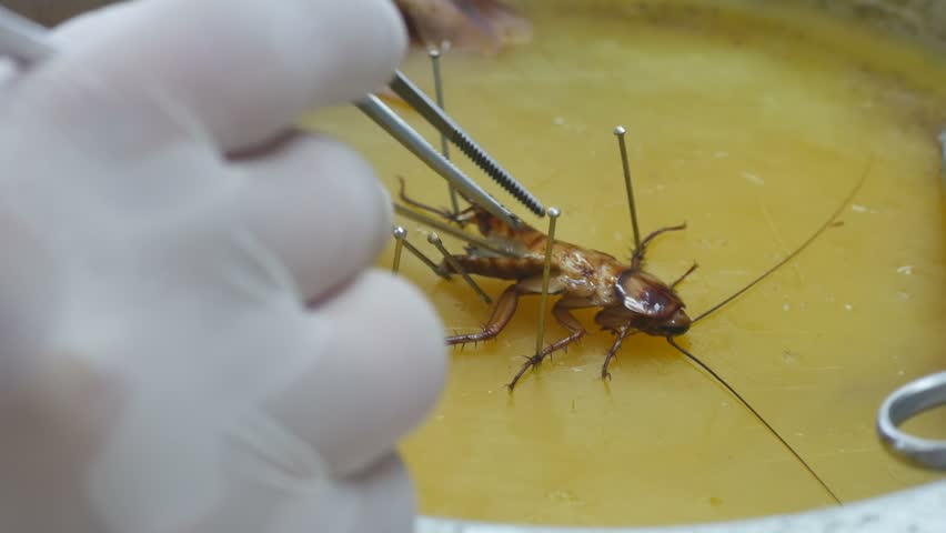 People is Dissecting the Cockroach Stock Footage Video (100% Royalty ...