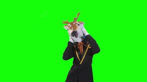 Dancing Animal On Green Screen Stok Videosu (%100 Telifsiz) 1015054207 ...