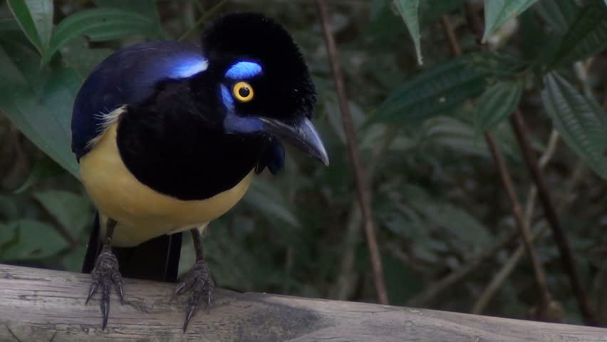Plush Crested Jay image - Free stock photo - Public Domain photo - CC0 ...