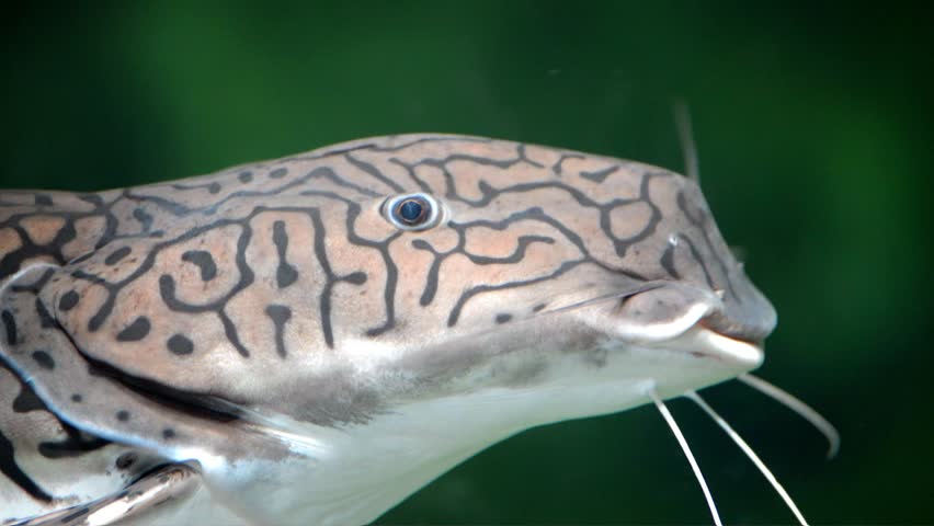 Tiger Catfish image - Free stock photo - Public Domain photo - CC0 Images
