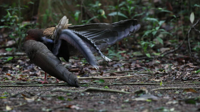 Adult Male Great Argus (argusianus Stock Footage Video (100% Royalty ...